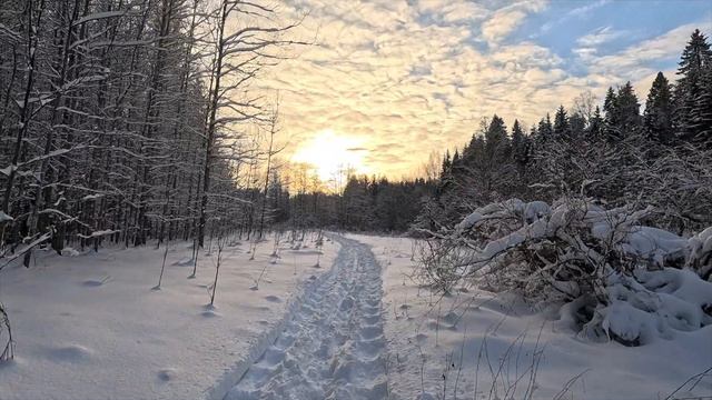 Пешком вдоль реки Оредеж по зимнему лесу, Посёлок декабрь 2023