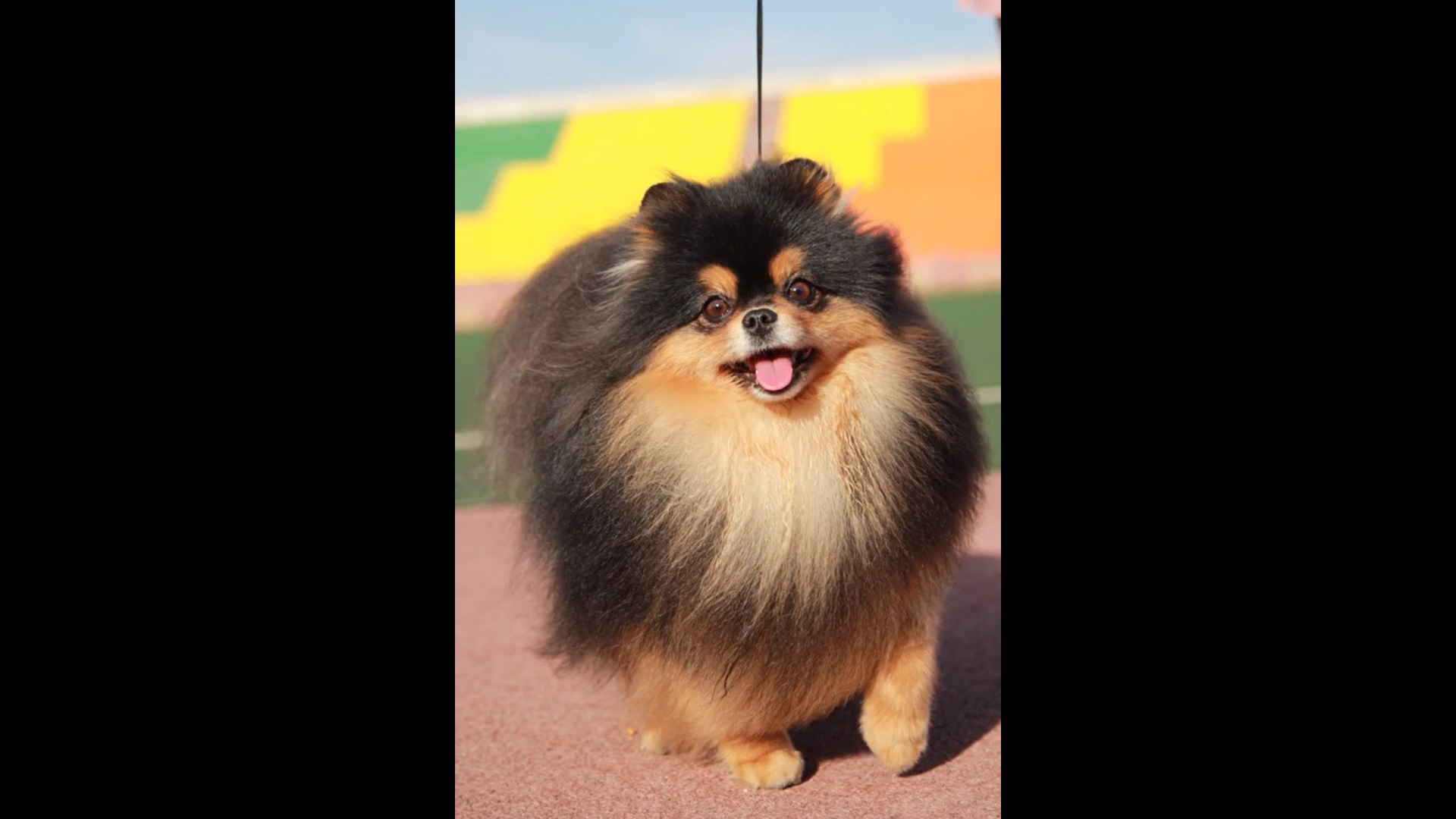 Кокетка Соня в модных нарядах (шпиц) ??