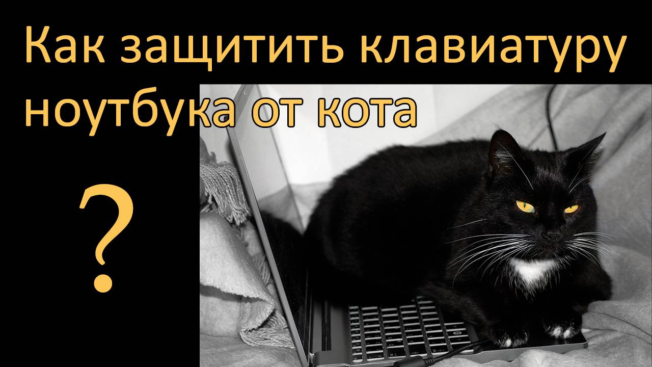 Как защитить клавиатуру ноутбука от кота | Кот спит на клавиатуре Что делать