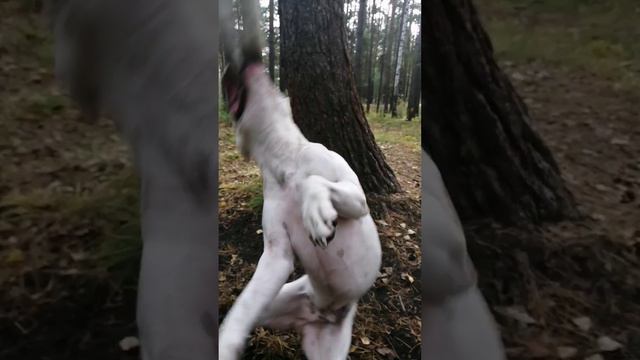 Важный пусик