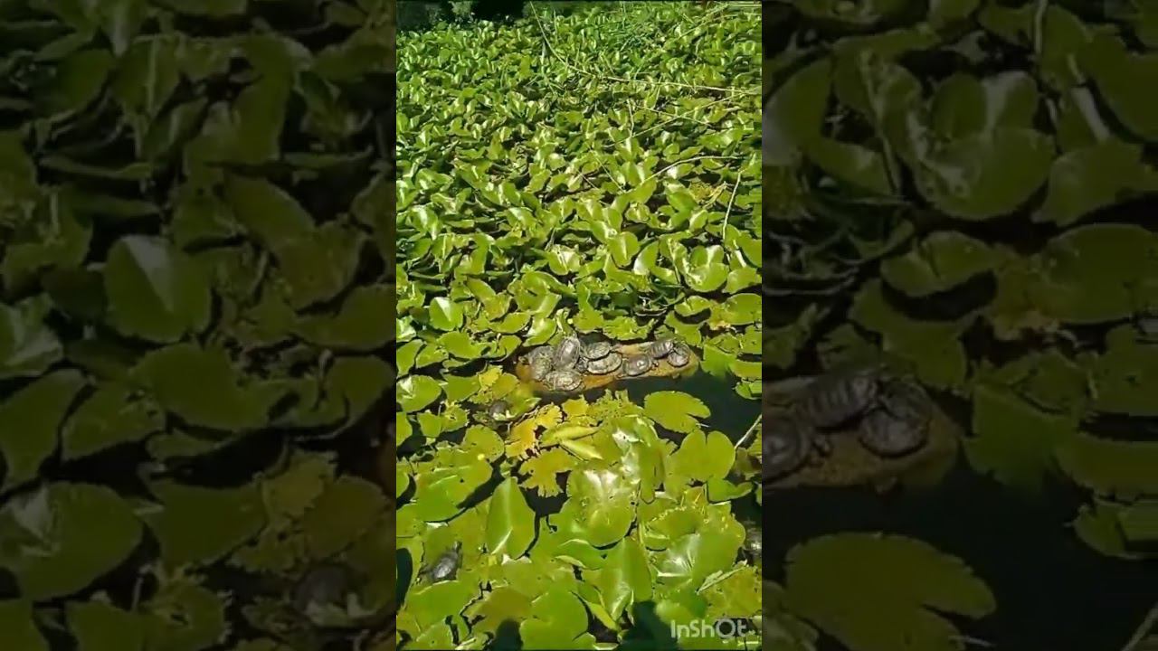 Греются на солнышке.