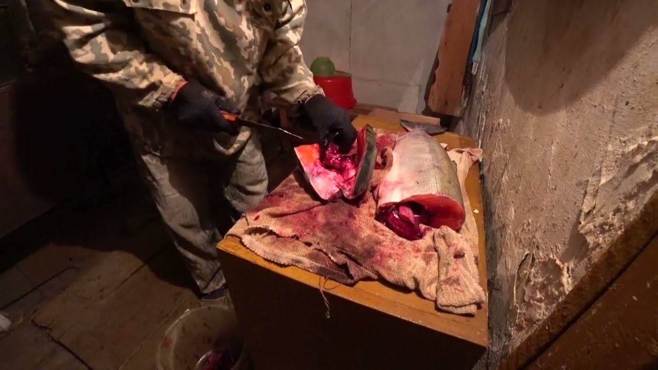 Разделка и засолка кеты на зиму. Путина 2022. Аборигенка. Жизнь в глубинке