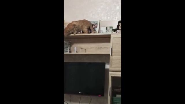 Кот Тимошка сбрасывает вещи с полки