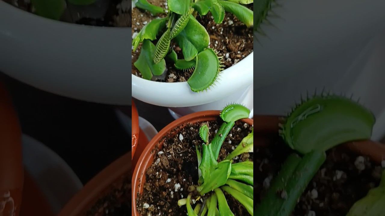 Мухоловка после деления и пересадки.