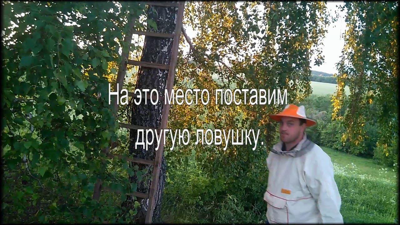 Рано приехали снимать первый рой 17.06.2019. Нефтекамск.