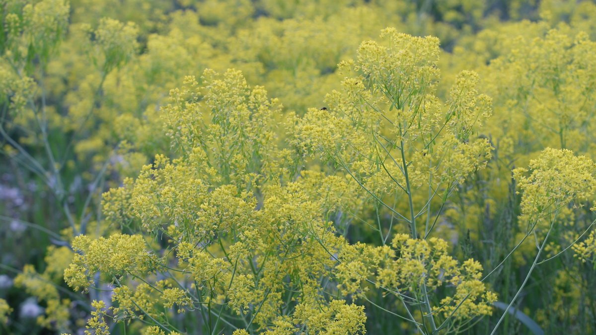 Вайда красильная цветет