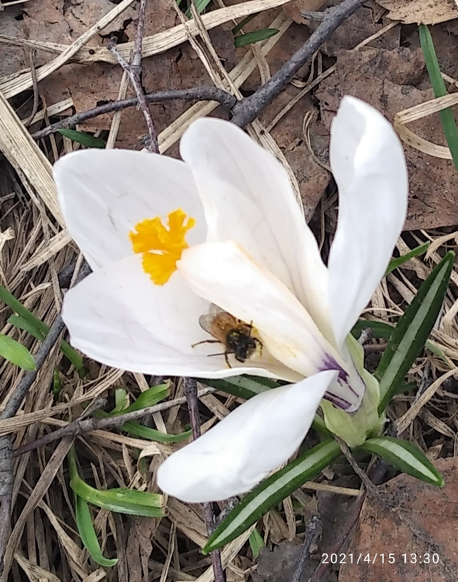 Пчела и  услуги, от: адвоката, учителя английского, массажиста, отдых, прочтите описание этого видео