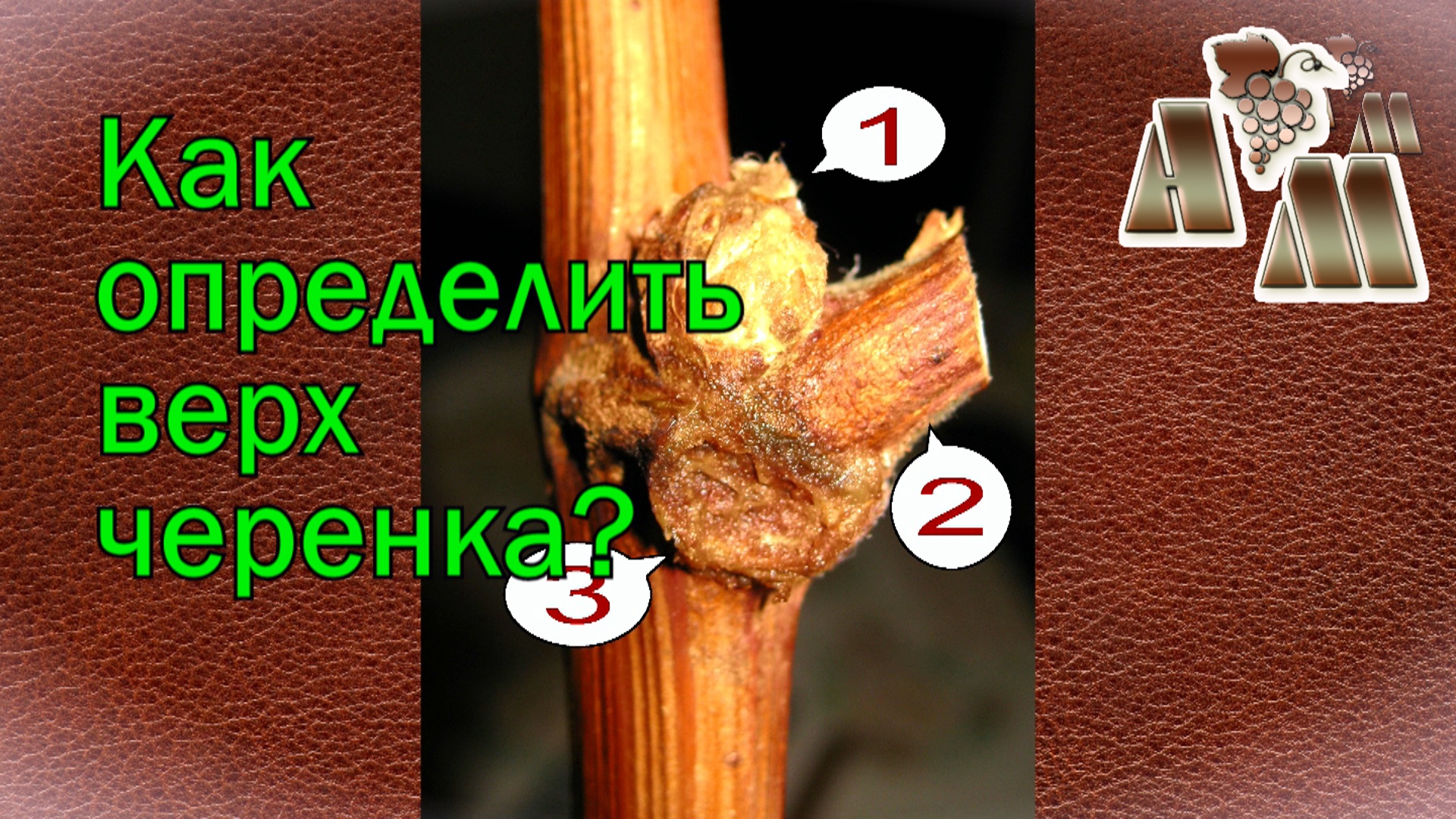 ? Как определить верх черенка винограда?
