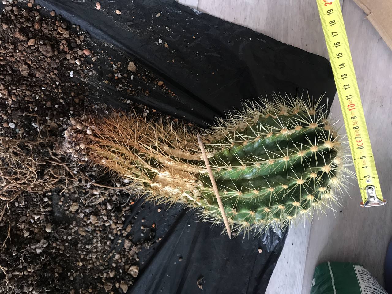 Укоренение взрослого кактуса. Эхинокактус. Быть или не быть - но кактусу жить!