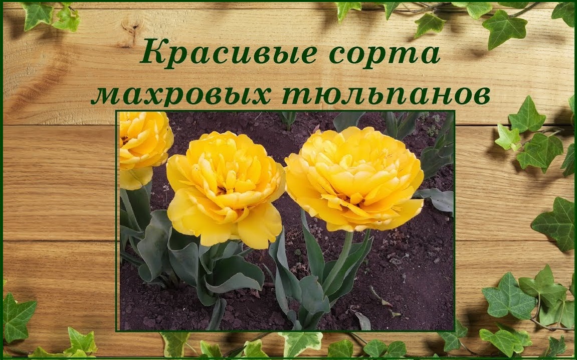 Тюльпаны махровые и махрово-бахромчатые. Красивые сорта из моей коллекции