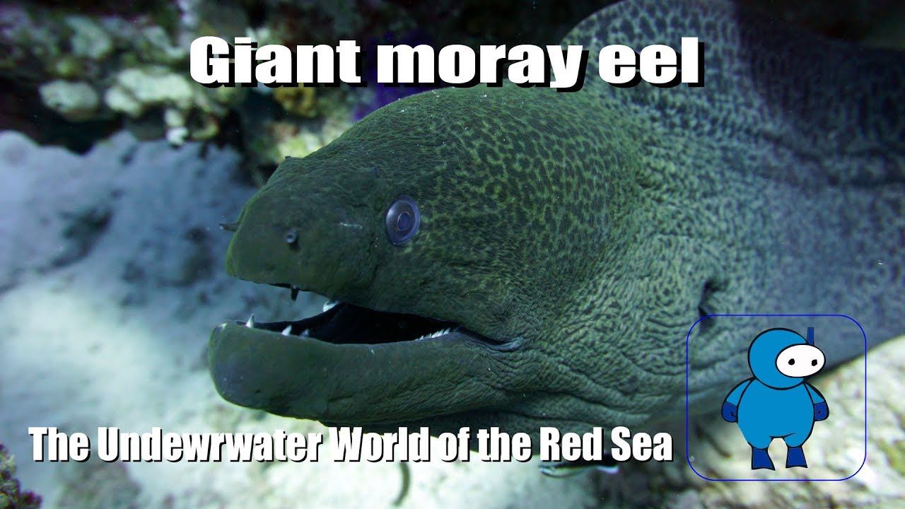 Гигантская мурена. Подводный мир Красного моря. Giant moray eel