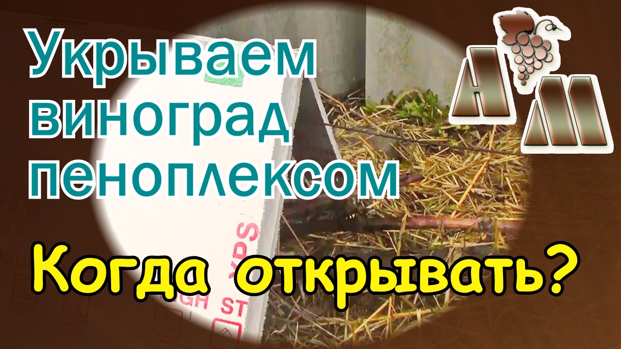 ? Зимнее укрытие винограда пеноплэксом. Когда открывать виноград?
