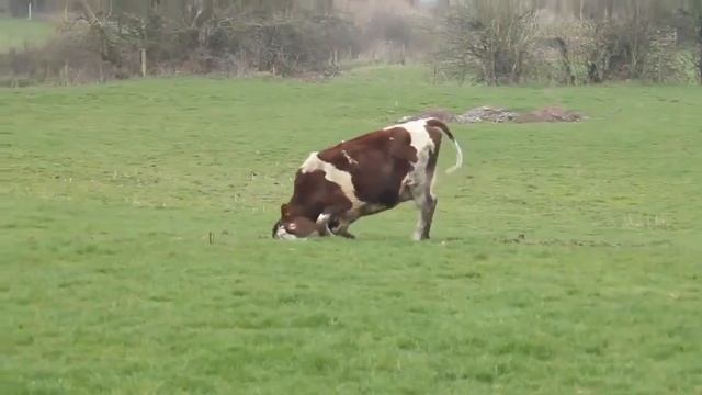 Вы видели как коровы танцуют Смотрите!!! Sie haben die Kühe gesehen tanzen sehen !!!.mp4