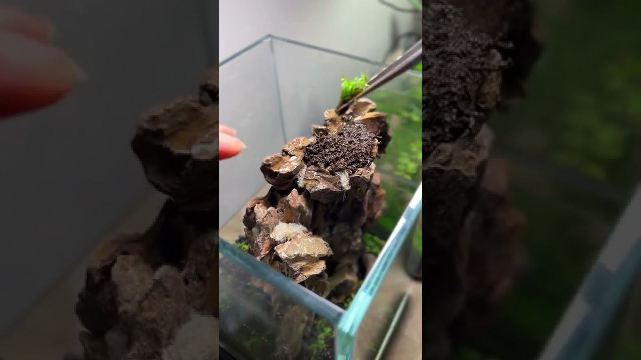 Если делать аквариум, то нужно подходить с изюминкой. Тогда ваш дизайн точно будет уникальным.