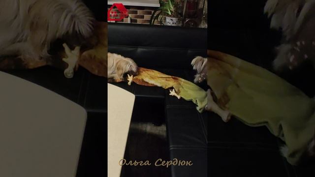 Косточка раздора)))