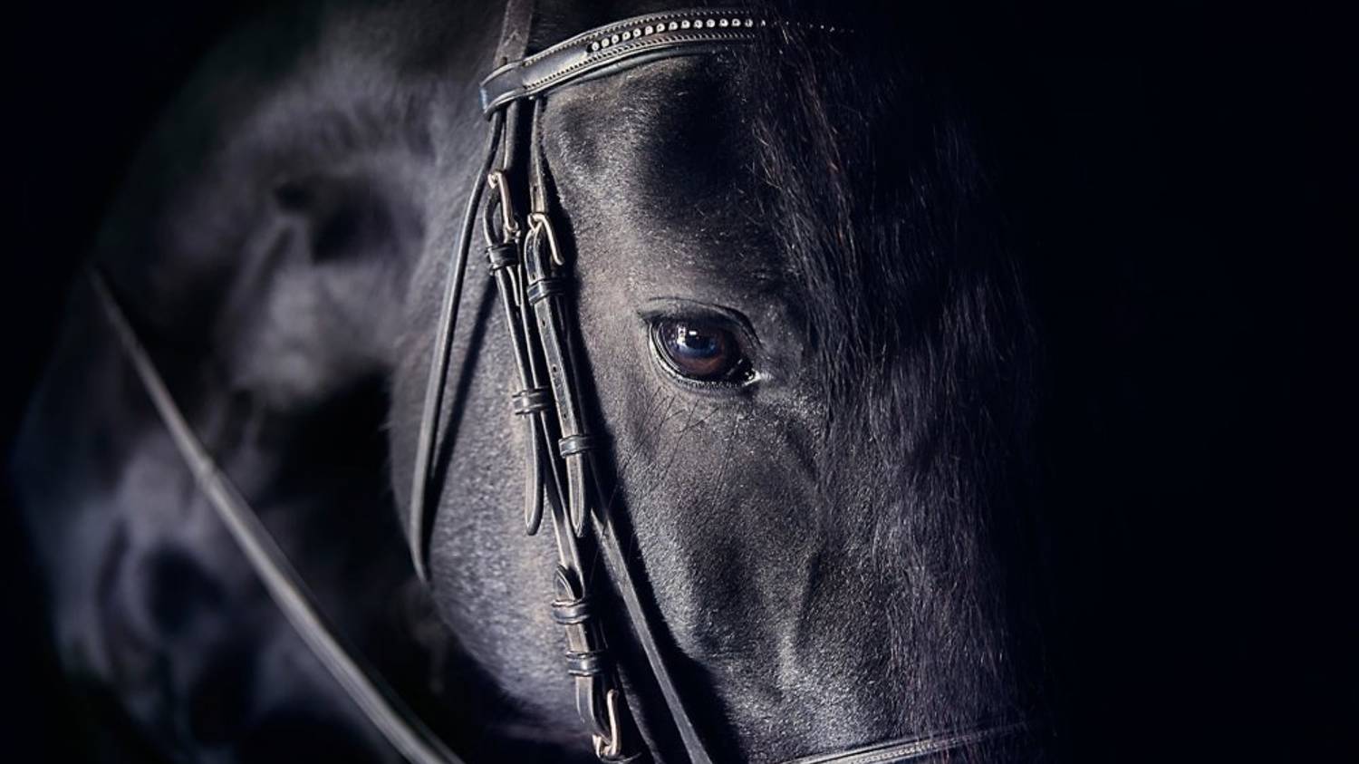 Стихотворение: "ЧЁРНЫЙ КОНЬ. Дежавю ..." Читает автор — Елена Артёменко. Запись: март, 2022 года.