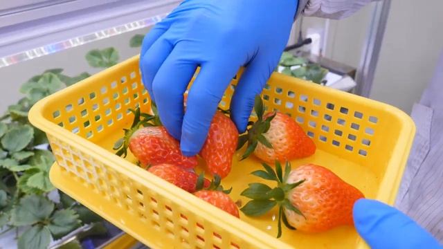 Современная клубника, которая растет без единого солнечного света! Умная ферма Азии.mp4
