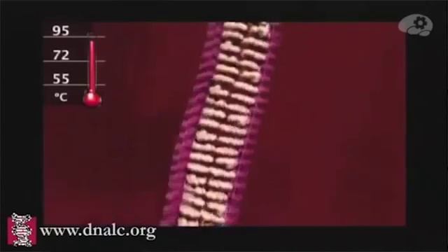 ДНК. Клетка человека (Лекция 1.5 Семенов И.Н.)