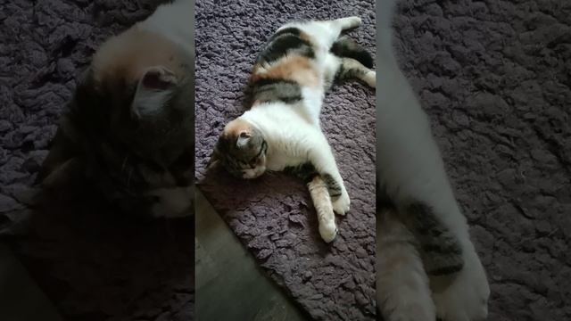 Загадочная Ксюша. Кошки всегда непредсказуемы))