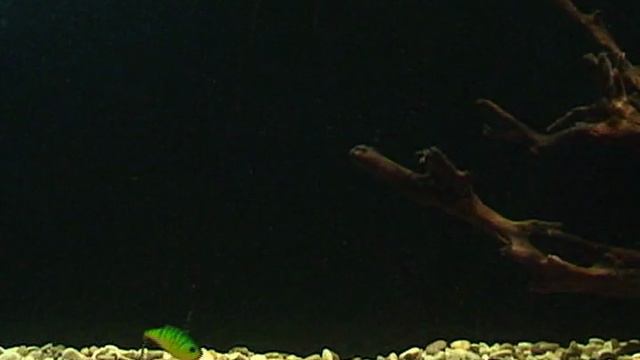 Рыболовный " МАГАЗИН НА ДИВАНЕ" 1