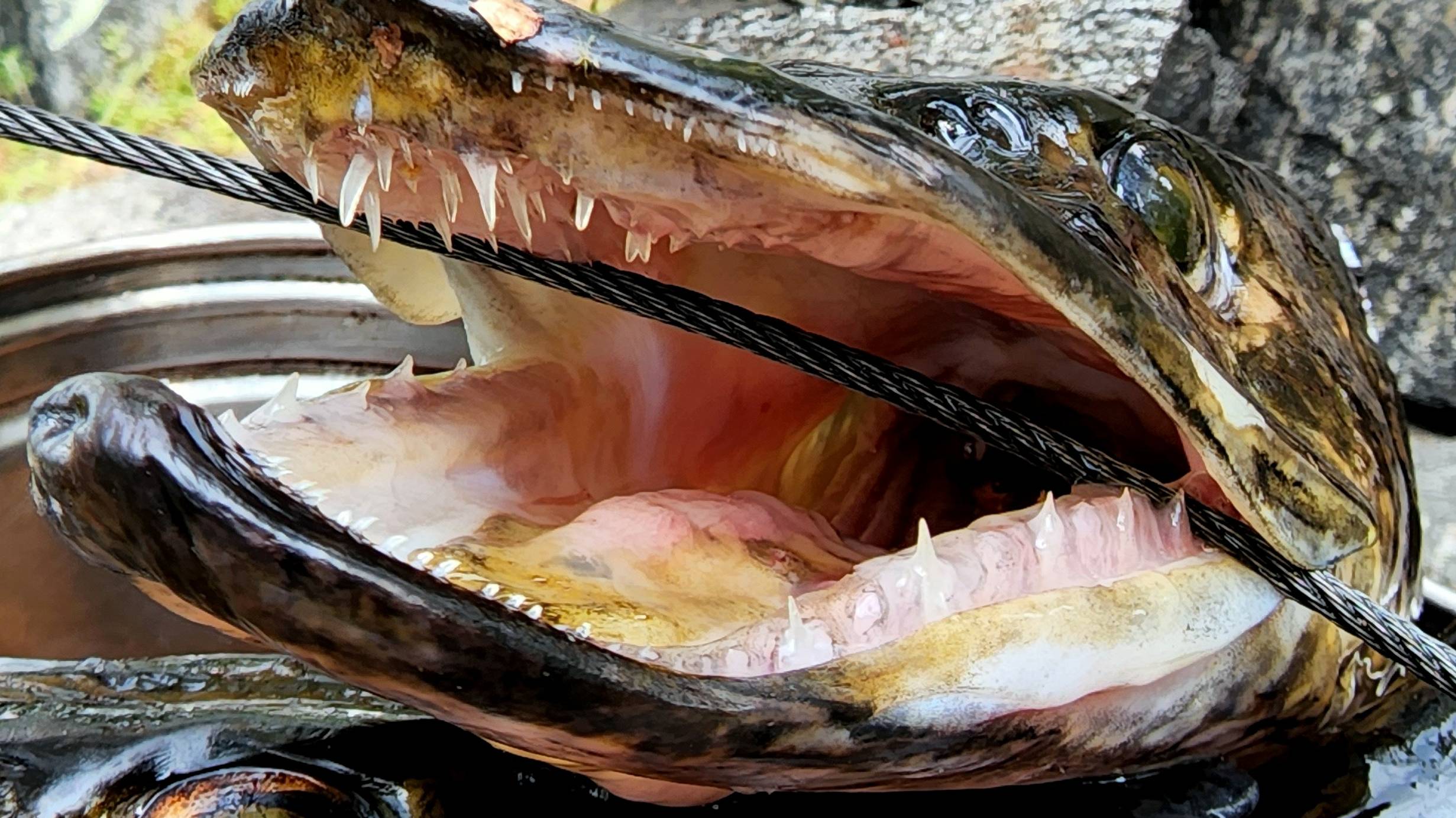 КАРЕЛИЯ 2022 август, озеро Кереть (4к)