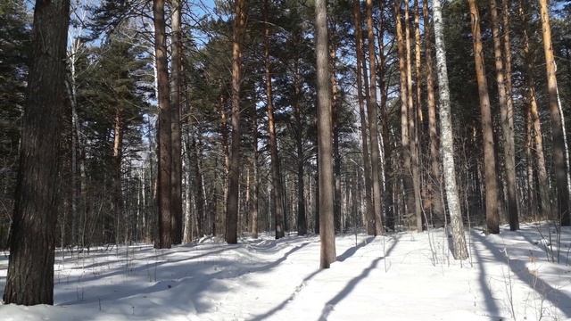 Прогулка, бор.