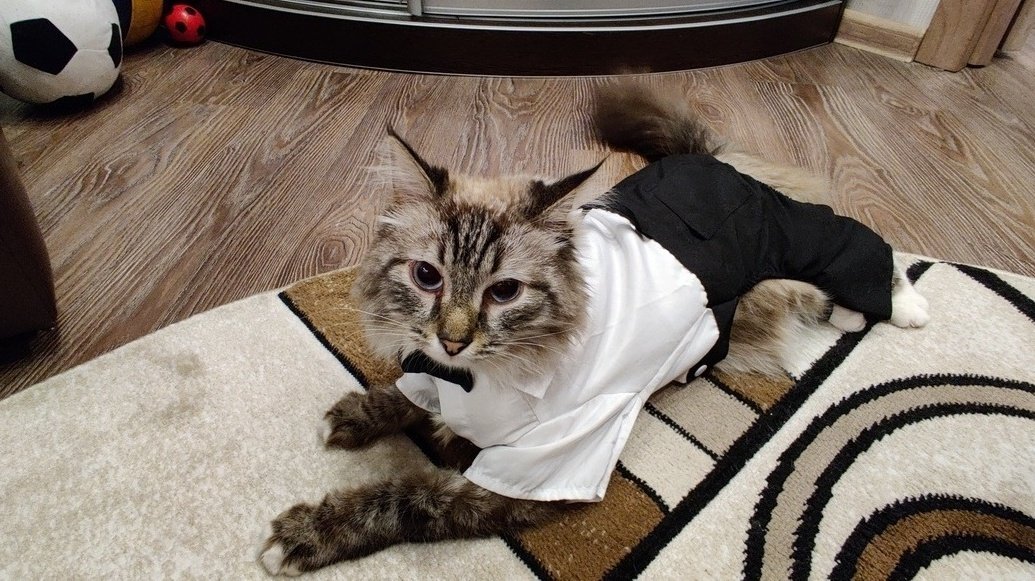 Первый день ВЕСНЫ! День рождения кота)) Купили робот - пылесос. Вяжу детский комбинезончик.