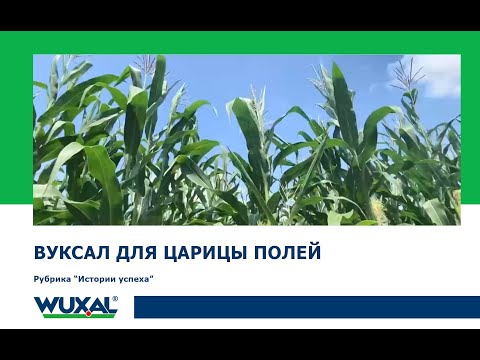 Вуксал для царицы полей/Выращивание кукурузы/Вуксал для кукурузы