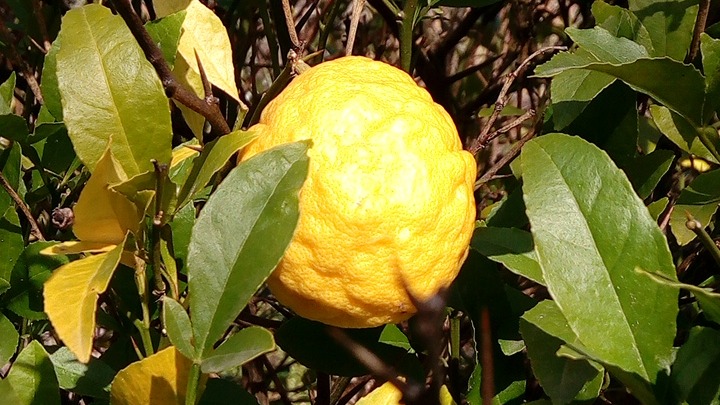 Никитский ботанический сад Парк Монтедор Яркие плоды февраля