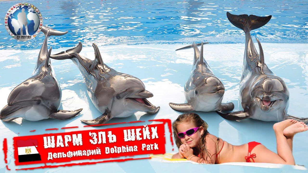 Шарм-эль-Шейх 🇪🇬 Египет. Dolphina Park. Дельфинарий 💯Алекс Авантюрист