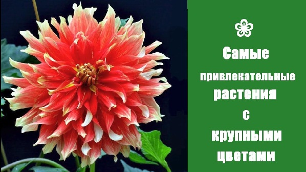 ❀ Самые привлекательные растения с крупными цветами