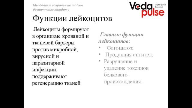 Физиология крови. Клетки крови