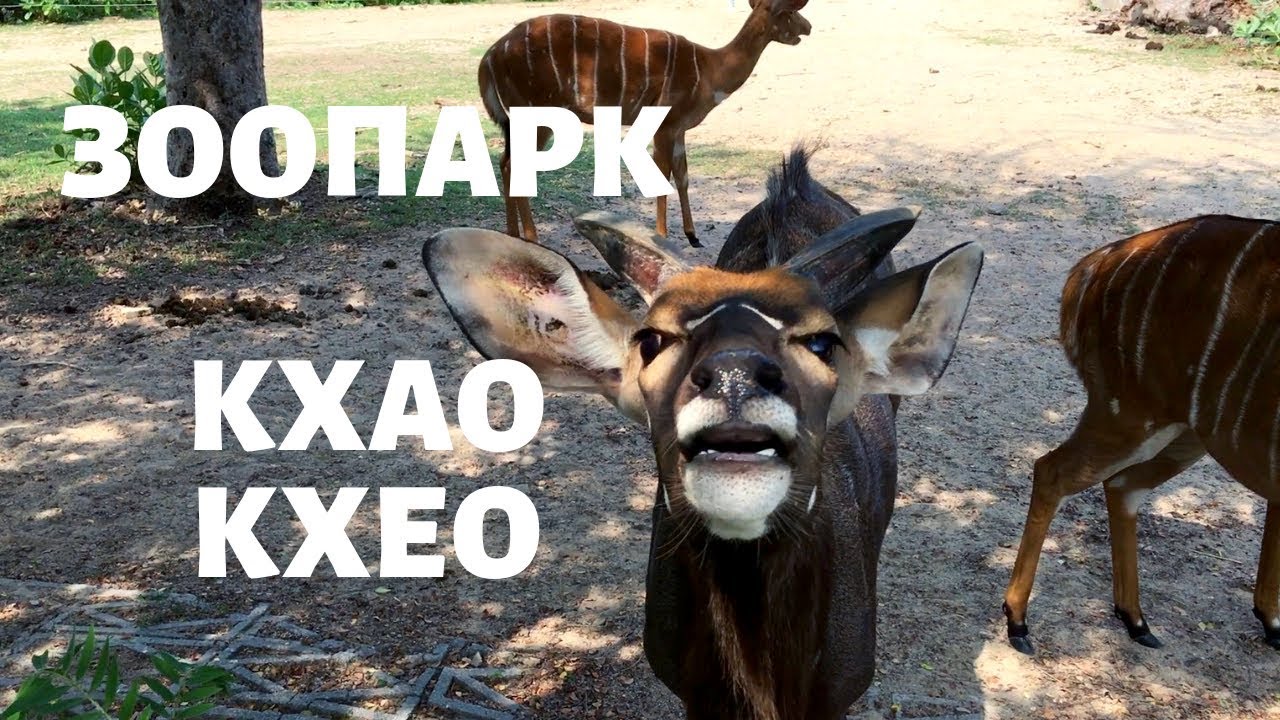 Зоопарк Кхао Кхео. Открытый зоопарк в Паттайе