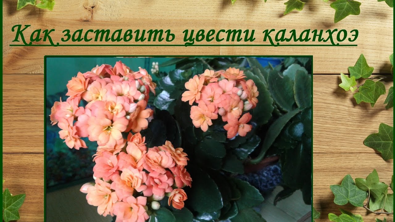Каланхоэ что нужно для цветения