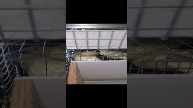 перепелятник часть 1