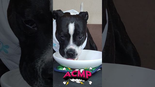 АСМР Люблю говяжий калтык 👂 #asmr #mukbang #staffy #асмр #мукбанг #стаффи #еда #животные #стафбуль