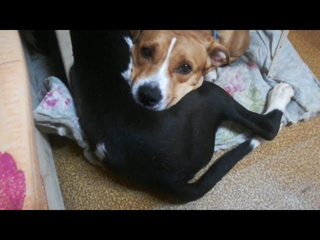 Как Брат поддерживает Грэга!