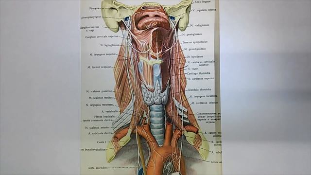 Блуждающий нерв