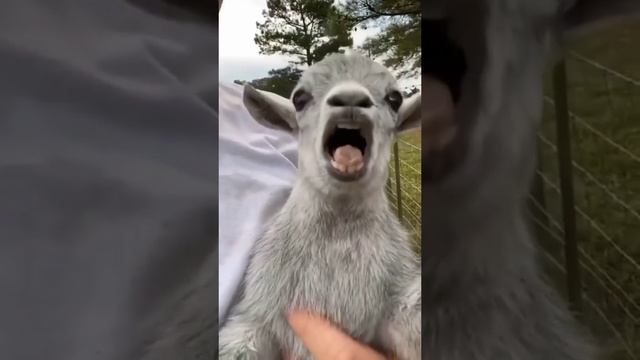 Мемы с животными