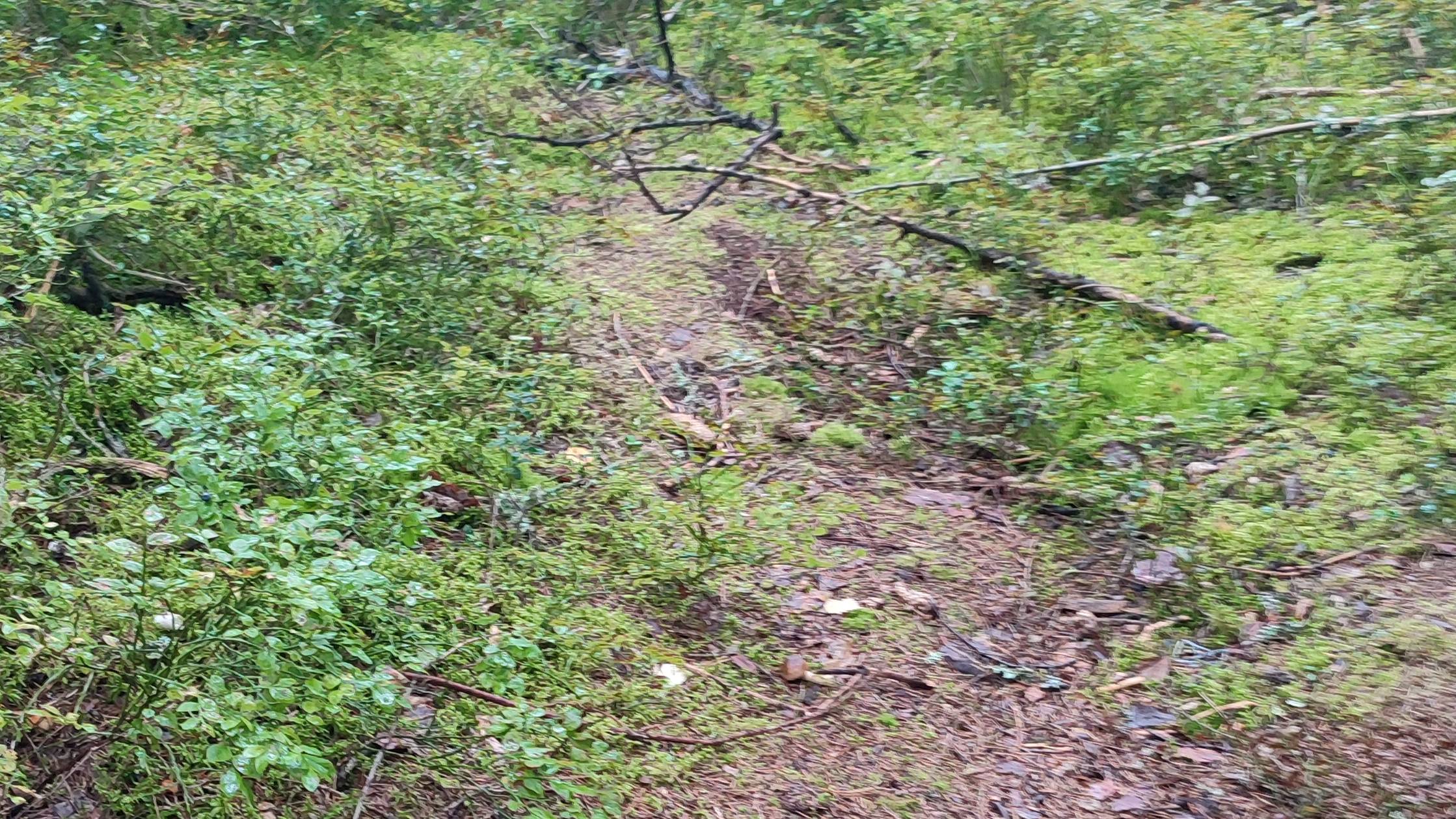 ЭКОТРОПА “ИВАНЬИ-ПЕРЕЛЕСКИ”. БОБРОВАЯ НОРА-ХОД. ВАЛДАЙ 10.08.24