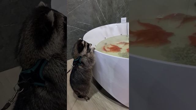 енот Витя смотрит на рыбок #shorts