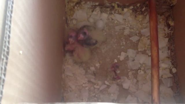 Не все птенцы выживают. Птенцы попугаев 6, 8 и 10 дней. РАЗВЕДЕНИЕ КОРЕЛЛ 1-й сезон