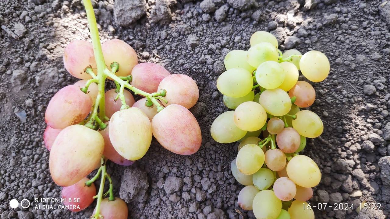 Обзор винограда в сравнении киш миш венгерский (342) и киш миш Велес на 16 июля 2024 г.