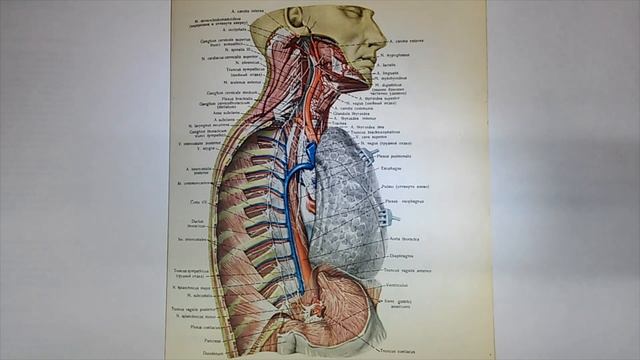 Симпатический ствол