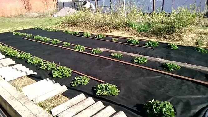 Мульчирование клубники