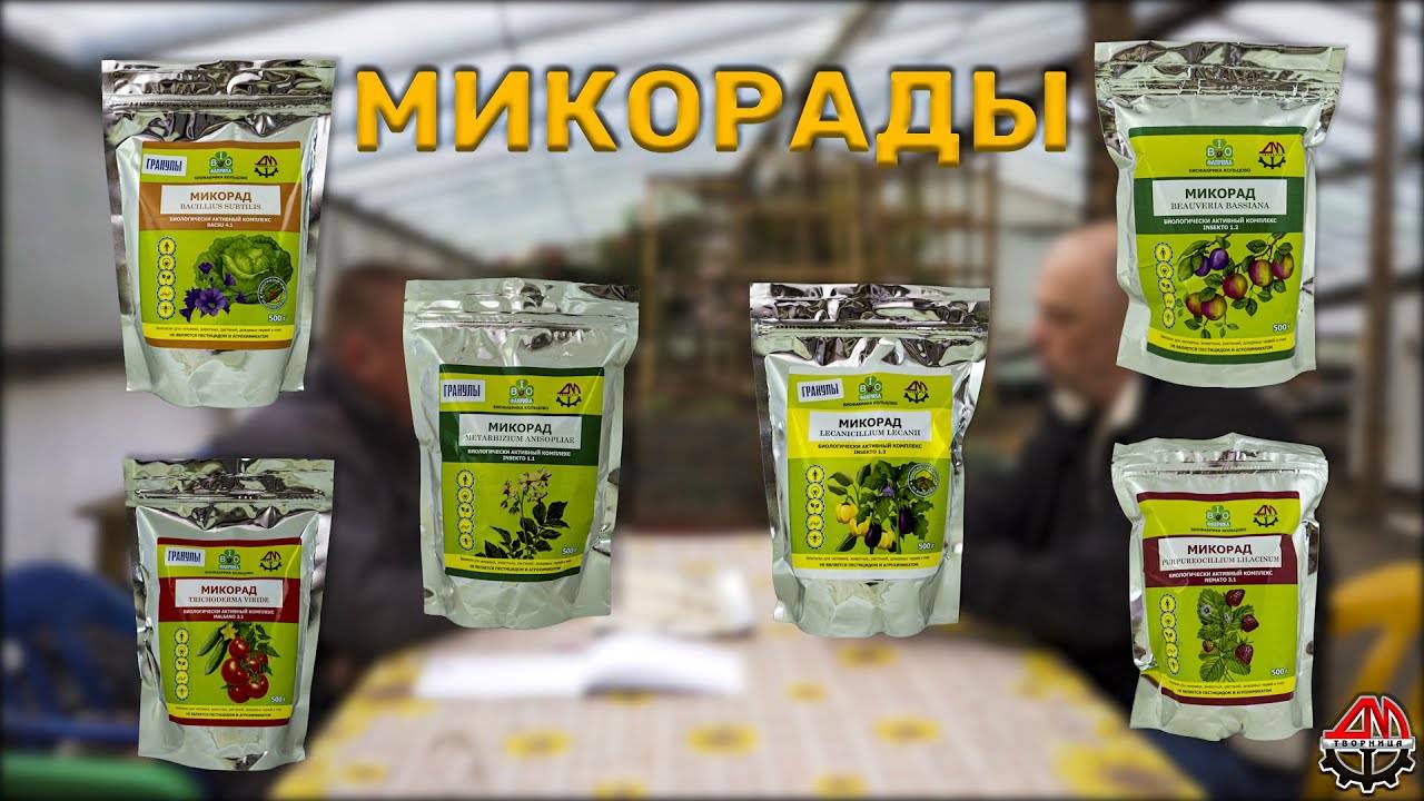 Микорады для выращивания самой большой тыквы🎃