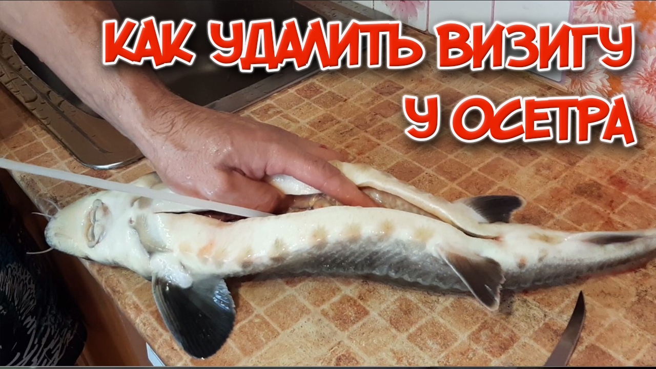 Как удалить визигу (хорду) у осетра. Самый удобный способ.