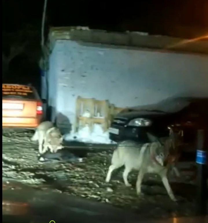 В Якутии волки убивают домашний скот и животных / wolves kill livestock and animals