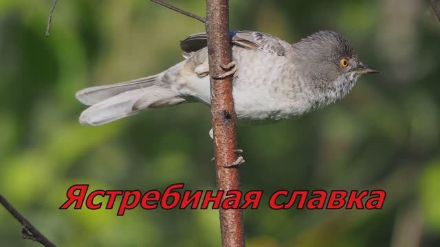 Ястребиная славка.  Медведково. 2023.06.13.