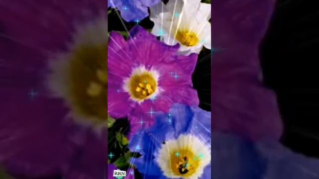 Волшебный мир. Нолана